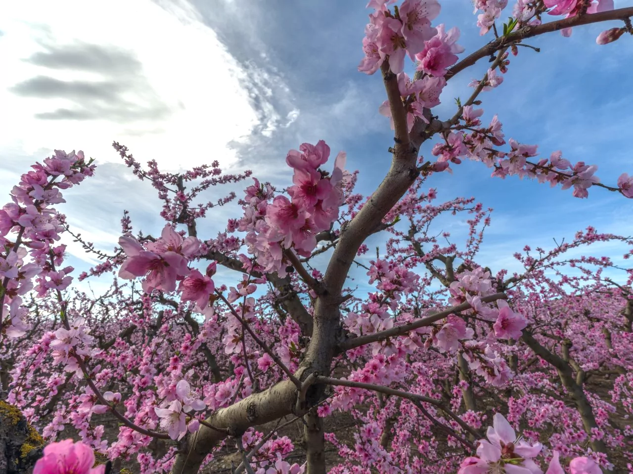 Imágenes de la primavera en flor - Real Academia Europea de Doctores